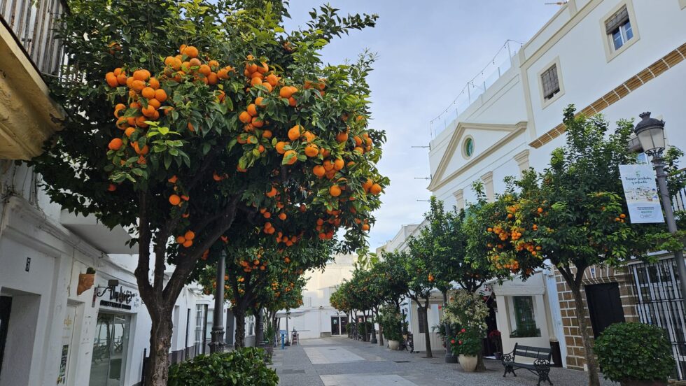 Andalucia’s Bitter Oranges: From Ancient Traditions to Delicious Treats ...